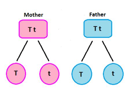 Recessive Trait Definition