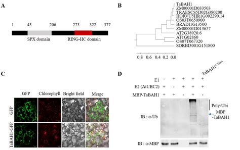 Structure Localization And E3 Ligase Activity Of Tabah1 A A Download Scientific Diagram
