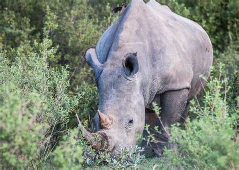 What Do Rhinos Eat 5 Species Guide To Feeding Habits Diets