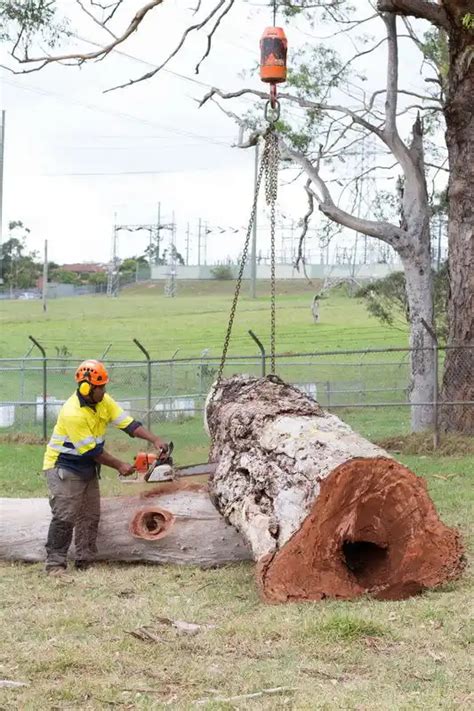 Tree Removal Sydney Best Tree Removing Services Tree Cutting Sydney