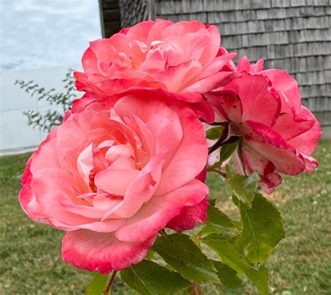 Rosa ‘rosenstadt Freising In 2 Gallon Pot Fraser Valley Rose Farm