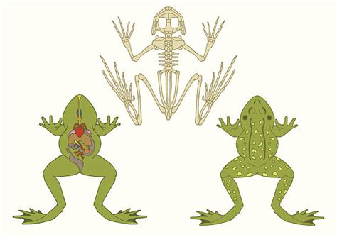 Frog Gallbladder Diagram