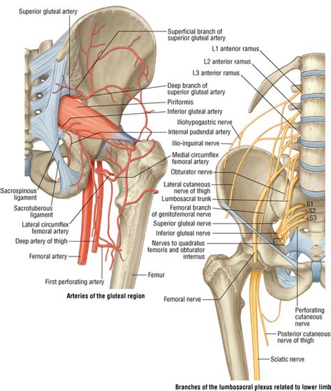 Femur Anatomy Netter