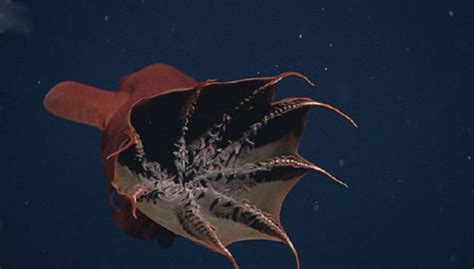 The Vampire Squid Is A Garbage Eater That Collects Raining Rubbish With