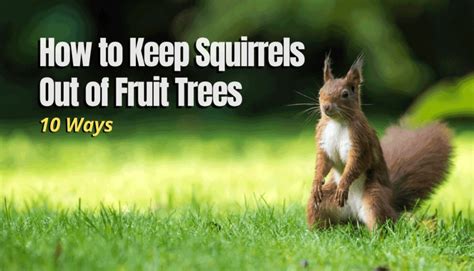 10 Ways To Keep Squirrels Out Of Fruit Trees The Backyard Pros