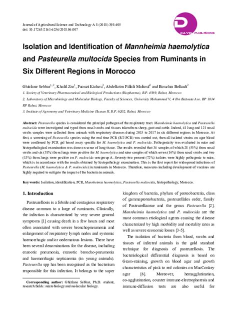 Pdf Isolation And Identification Of Mannheimia Haemolytica And