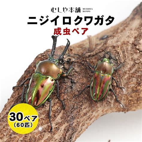ニジイロクワガタ 成虫 オスメスペア M〜lサイズ 30セット（60匹） むしや本舗 ヤフー店 通販 Yahooショッピング