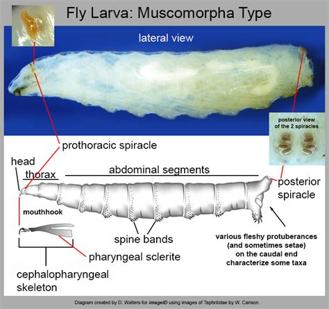 Itp Morphology Diagram