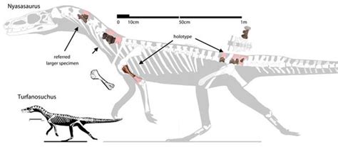 Nyasasaurus Pictures And Facts The Dinosaur Database