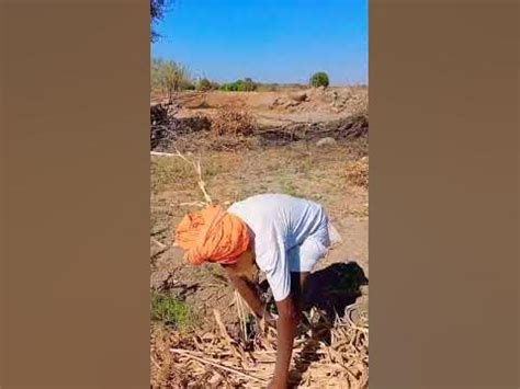दाजीनाना मासाळ!!वय वर्ष 87!!शेतकरी कडबा पेंडी बांदनी!! बोला जय बाळू ...