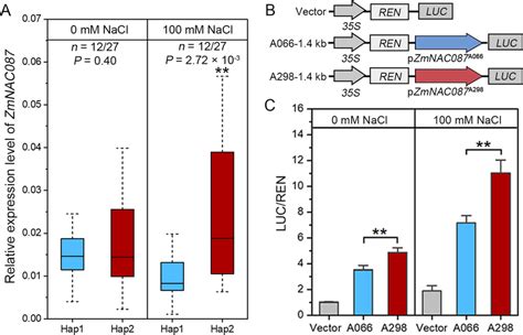 association between genetic variations in zmnac087 promoter with trl a