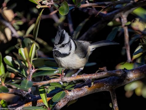 Bridled Titmouse — Sonoran Images From The Back Of The Wardrobe