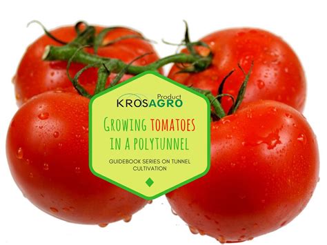 Growing Tomatoes In A Polytunnel By Krosagro Polytunnels Issuu