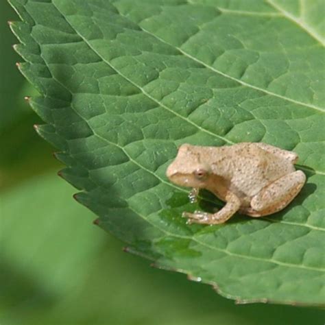 Frogs In Maine 9 Different Species