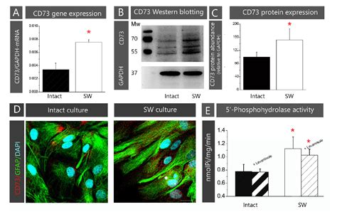 Figure 1 From Unveiling The Role Of Ecto 5′ Nucleotidasecd73 In