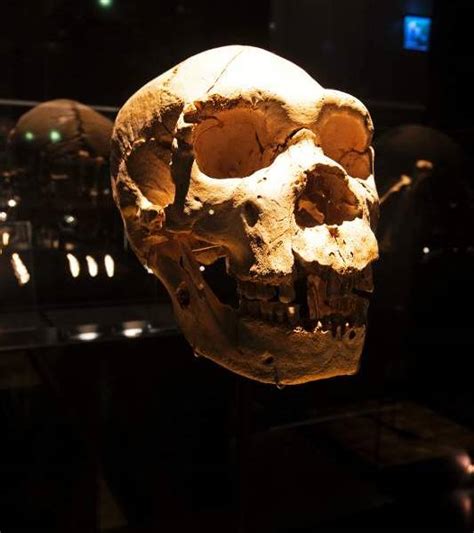 Museum Of The Human Evolution Portal De Turismo De Castilla Y León