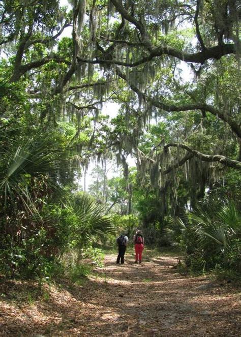 Deserted Wassaw Island Boasts Old Growth Forest Solitary Beauty