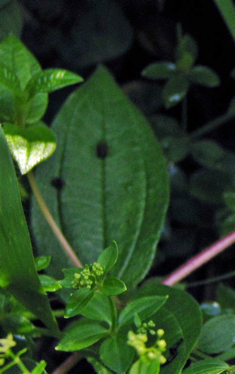 Galium Elegans Eflora Of India