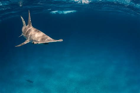 Fahlo 2021 — Saving The Blue