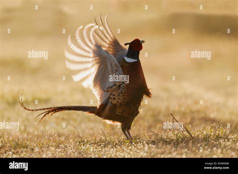 Ring Necked Pheasant Rooster S Display Stock Photo Alamy