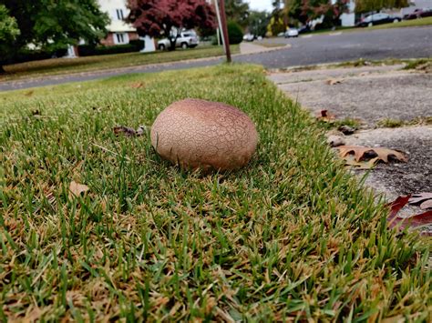 This Chungus Fungus Grew Up Pretty Much Overnight Rfungi