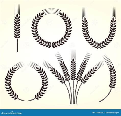 Ears Of Wheat And Rye Set Vector Stock Vector Illustration Of Fresh