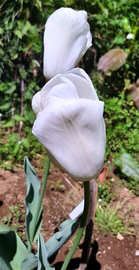 🌹ტიტა ბათუმის ბოტანიკური ბაღი Batumi Botanical Garden