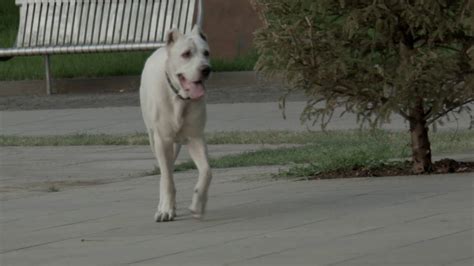 მაშო დედალი ყაზბეგური ნაგაზი ქოსა წლის და 4 თვის Youtube