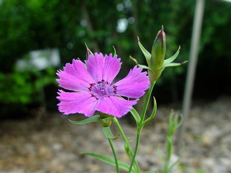 정원에서 5~6월을 이어주는 꽃 패랭이꽃 5월 30일의 꽃은 패랭이꽃chinese Pink Rainbow Pink