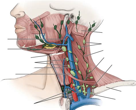 Lymph Nodes Id 2 Diagram Quizlet
