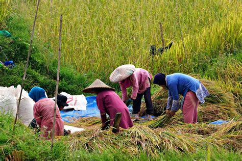 Makna Ritual Adat Ngalage Di Bali Dan Jawa Barat Kumparan