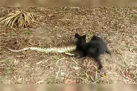 蟒蛇看家护院的小黑狗遭大蟒蛇捕食，叫声吸引了主人，不然后果黑狗叫声蟒蛇