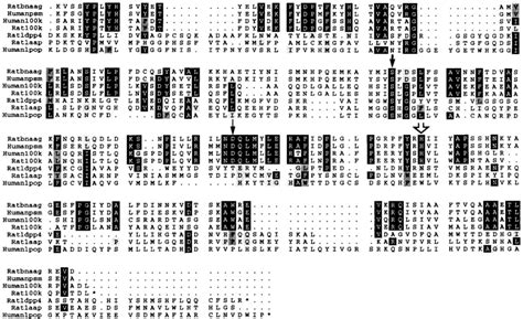Multiple Sequence Alignment Of The C Terminus Of I100 And Related