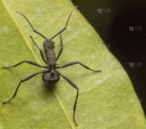 蚂蚁 南美切叶蚁 曼谷 水平画幅 无人 草 特写 泰国 昆虫 摄影