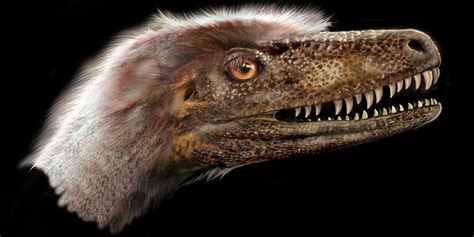 Dinosaur Discovery Sheds New Light On How Raptors Evolved