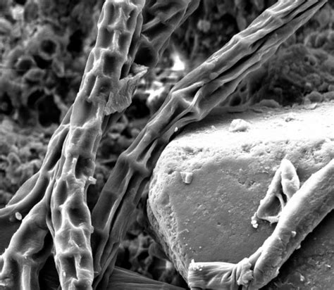 Algae Collected Sem Images