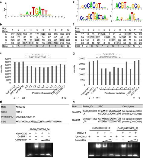 Dna Binding Motif Analysis Of Oswox13 A E Dna Binding Motifs Of
