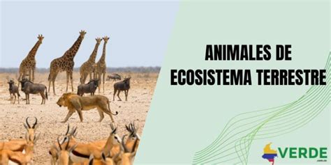 Fauna Del Ecosistema Polar Colombia Verde Fauna Del Ecosistema Polar Colombia Verde