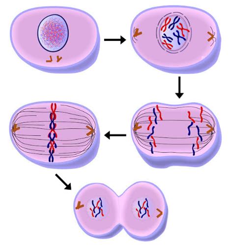 Mitosis Diagram Quizlet