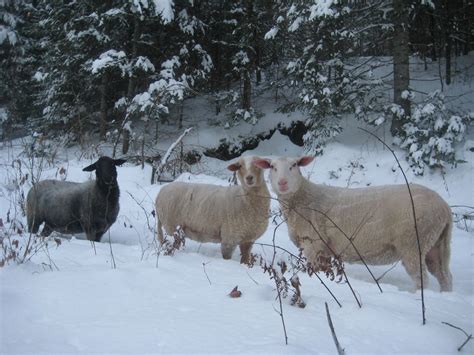 Benefits Of Sheep Milk For Your Skin And Overall Health — Sheep Shop