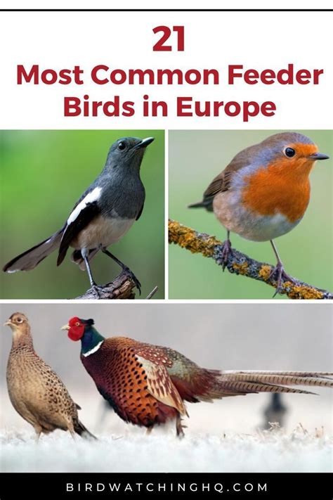 30 Most Common Feeder Birds In Europe Id Guide Backyard Birds