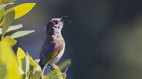 Chirpy Chirpy Cheep Cheep Why Is Birdsong So Uplifting