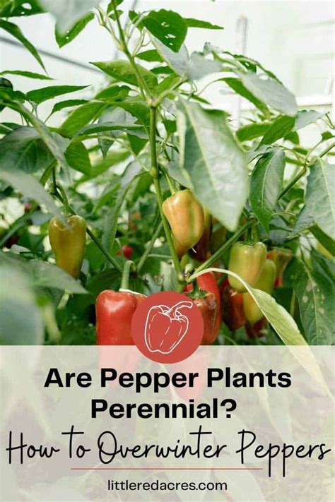 Are Pepper Plants Perennial How To Overwinter Peppers