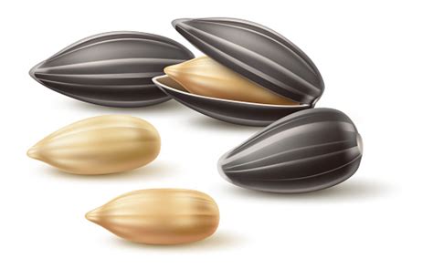현실적인 견과류 3d 천연 제품 건조한 야채 건강 간식 해바라기 씨앗 흩어져있는 콩 고립 된 껍질을 벗긴 곡물 비건 다이어트 영양 벡터 요리 원료 식물 성분 3차원 형태에