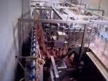 GRAPHIC CONTENT Horrific Abattoir Footage Of Chickens BOILED ALIVE