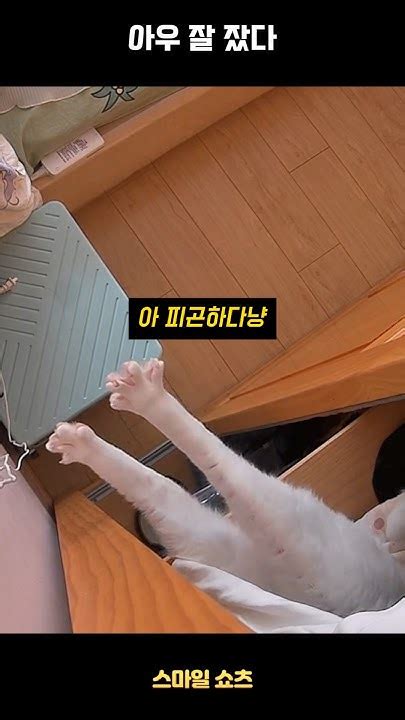 아우 잘 잤다냥 Youtube