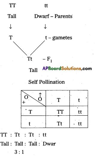 Ap Inter 2nd Year Botany Question Paper May 2018 Ap Board Solutions