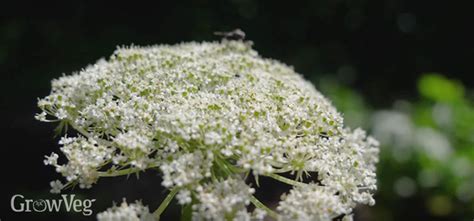Carrot Growing Masterclass Perfect Carrots Every Time