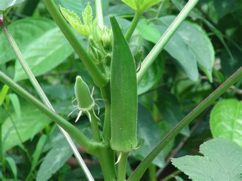 ¿por Qué Y Cómo Cultivar Ocra