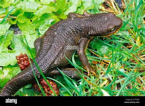 Rough Skinned Newt Taricha Granulosa Western Newt A Toxic Species Oregon Coast Stock